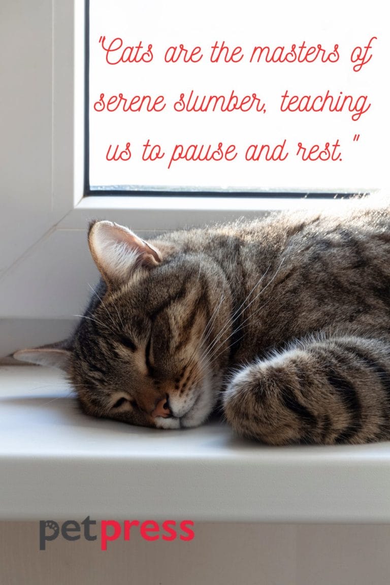 50+ Adorable Sleeping Cat Quotes That Can Spark Your Wit