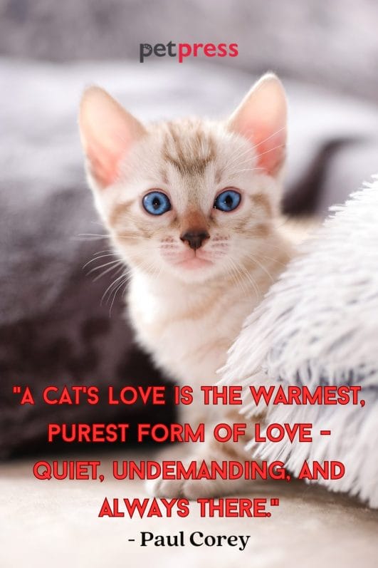 Understanding Life Through These Best 50 Cat Love Quotes