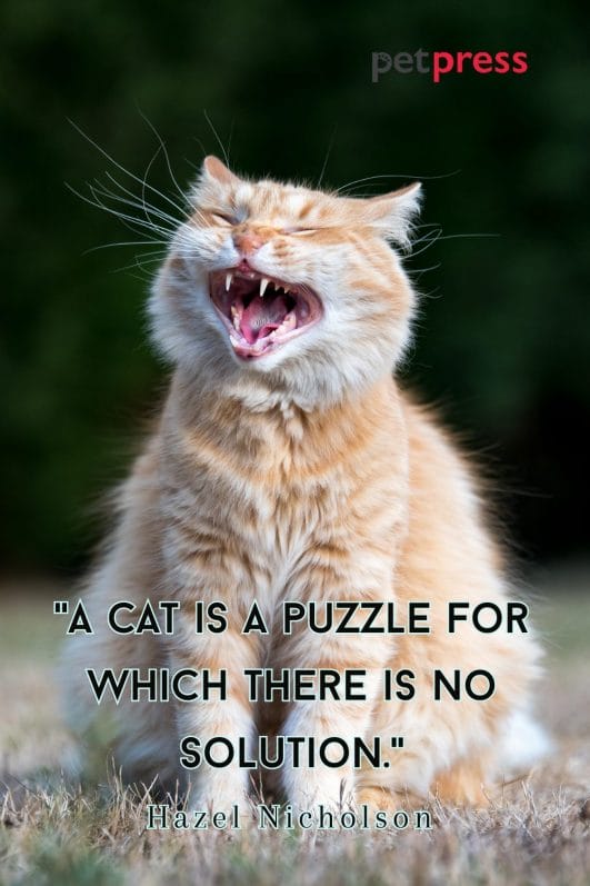 50 Inspiring Cat Attitude Quotes and the Wisdom They Impart