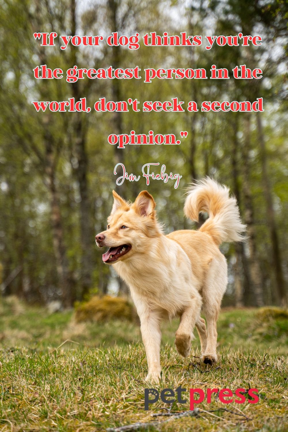 50+ Quotes About a Dog’s Love That Are Full of Wisdom - PetPress