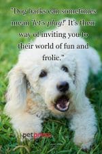 Over 50 Best Dog Bark Quotes Collection That Can Inspire You