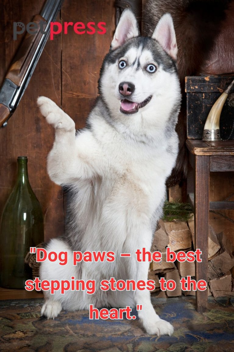 50+ Love Dog Paw Quotes and the Wisdom Embedded Within