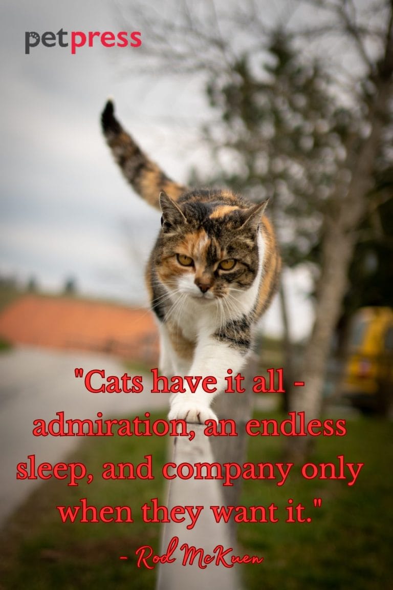 50+ Loss of a Cat Quotes That Can Help You Navigate the Grief