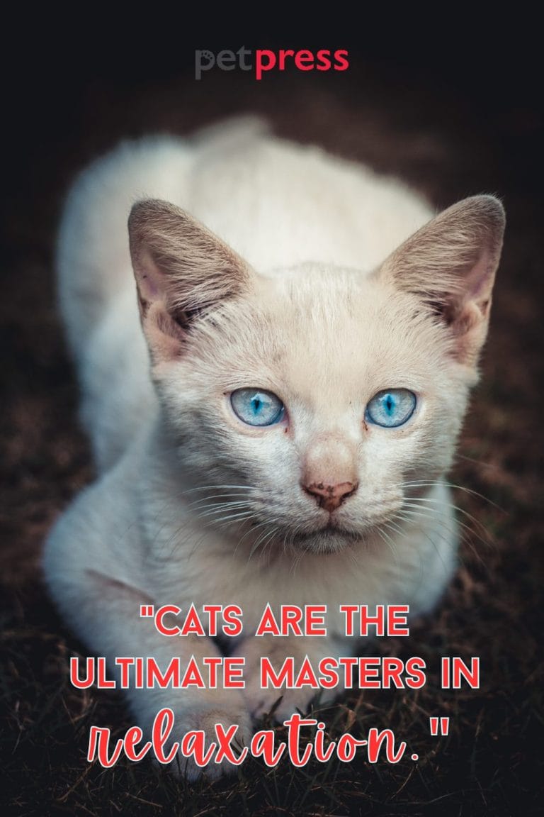 Purr-Fect Wisdom: 50 Short Cat Quotes to Brighten Your Day