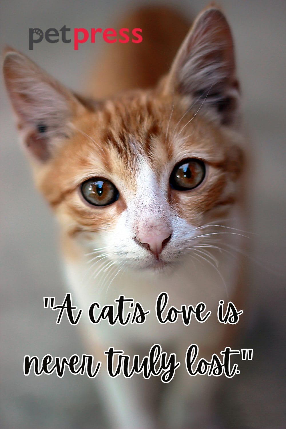 50+ Inspiring Cat Passing Quotes and the Wisdom We Gain