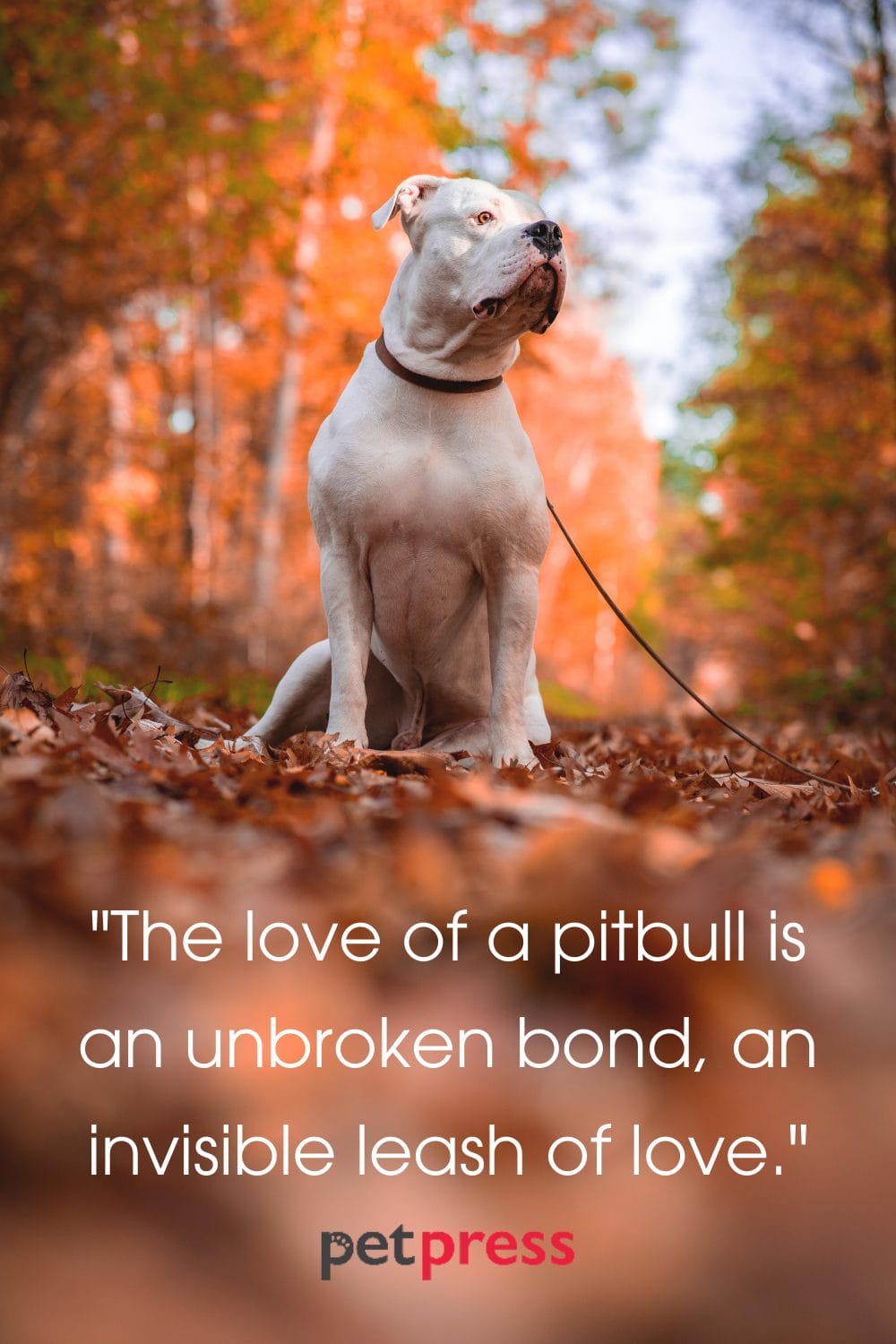 Unleashing Wisdom: Top 50 Insightful Pitbull Dog Quotes