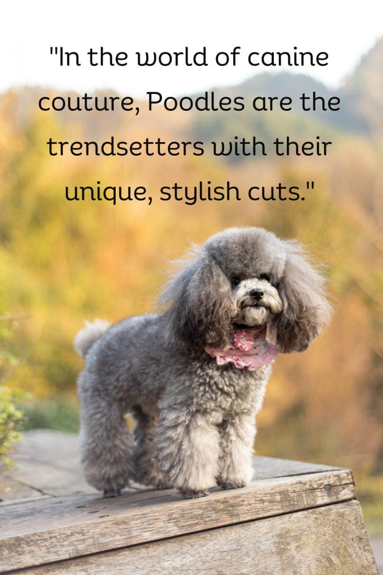 Decoding Life Wisdom From Over 50 Poodle Dog Quotes
