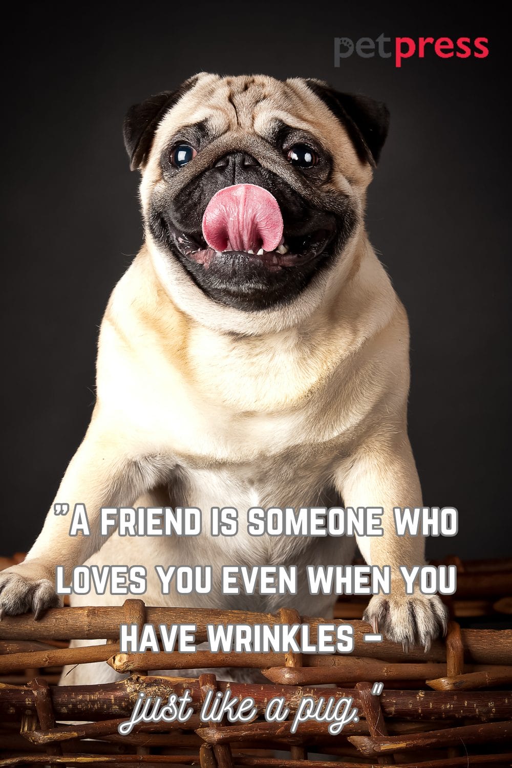 50 Best Pug Dog Quotes That Reflect Their Witty Nature - PetPress