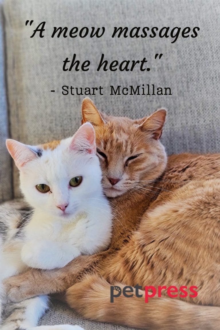 Decoding the 50+ Best Cats Unconditional Love Quotes - PetPress