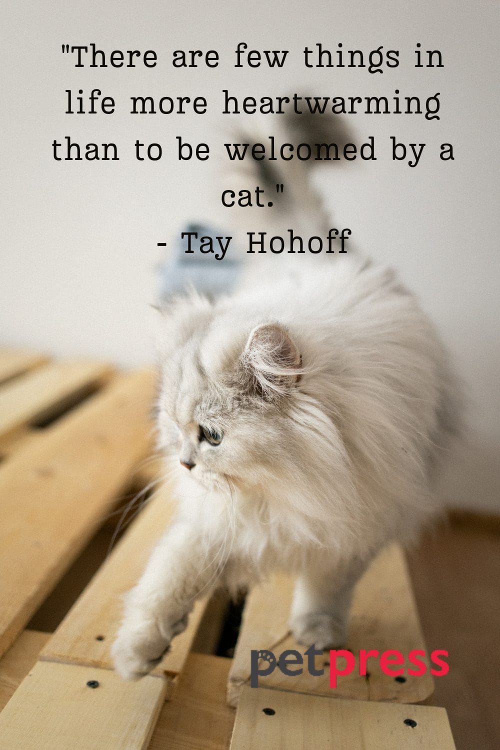 50+ Best Happy Cat Quotes Brimming With Joy and Inspiration