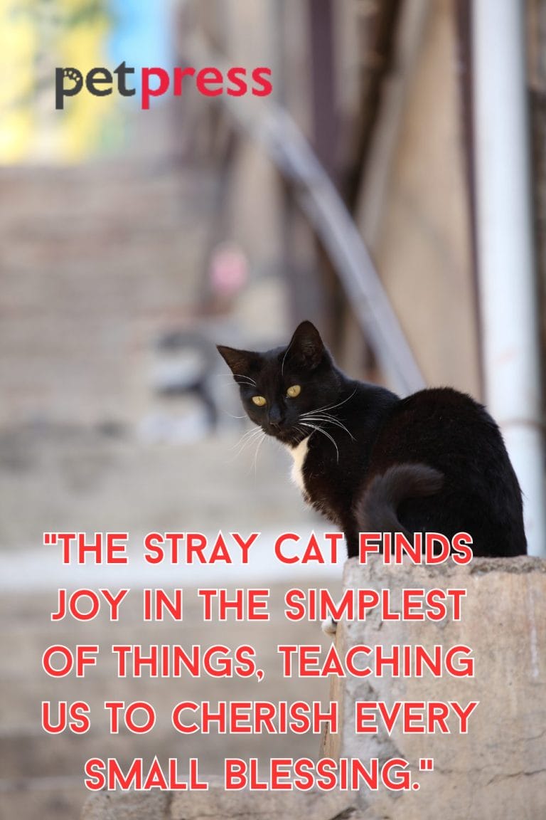 50 Best Stray Cat Quotes That Inspire and Tickle Your Whiskers