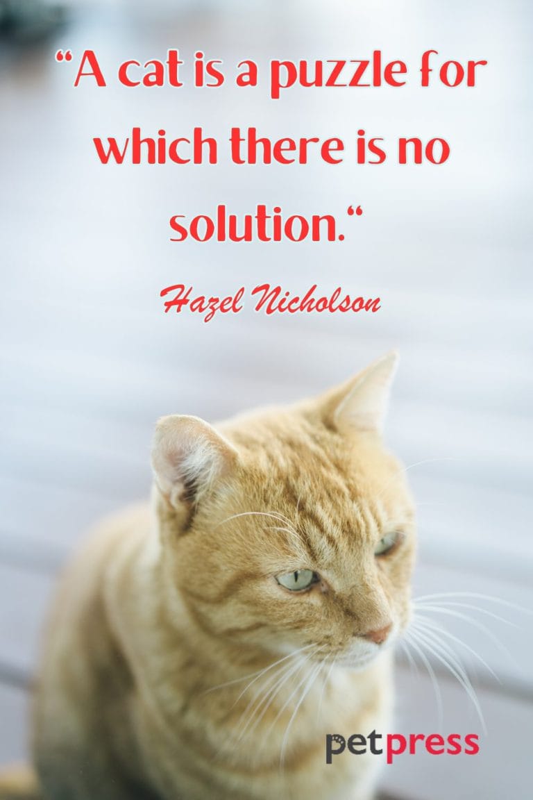 50+ Best Cat Wisdom Quotes That Inspire Your Inner Feline