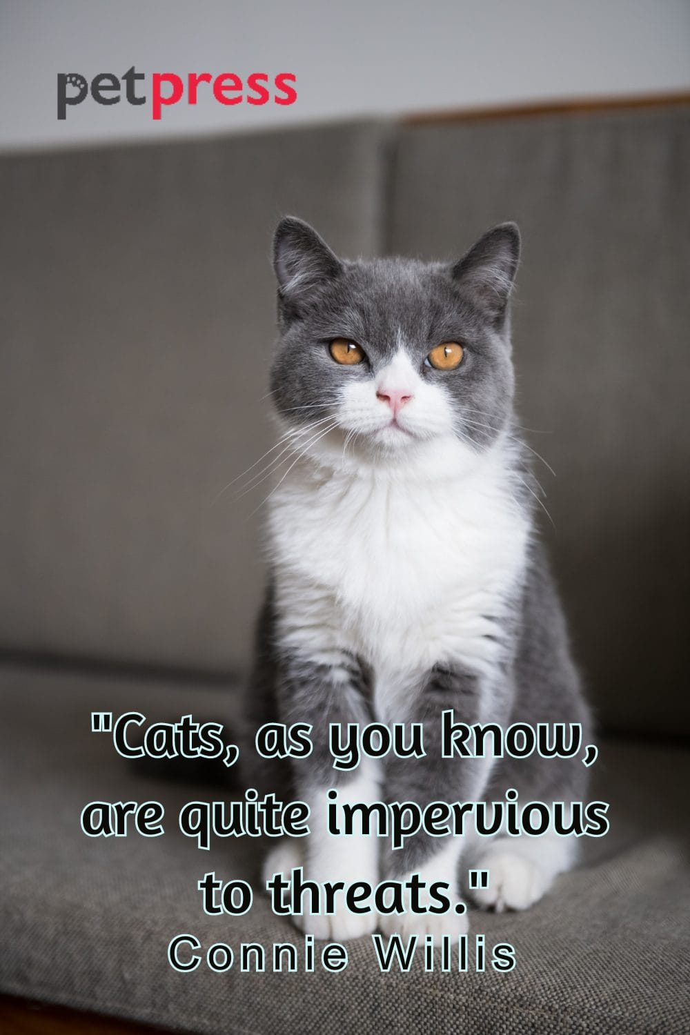 50+ Famous Cat Quotes: A Paws-itive Source of Wisdom for Life