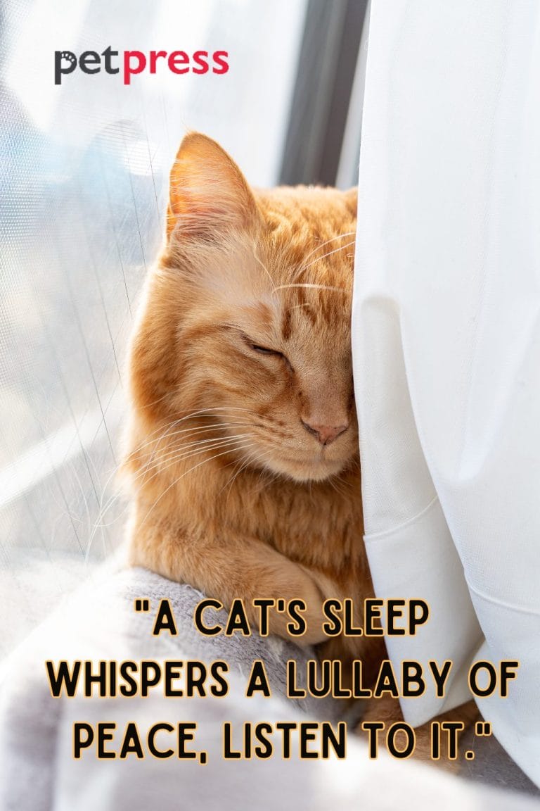 50+ Adorable Sleeping Cat Quotes That Can Spark Your Wit