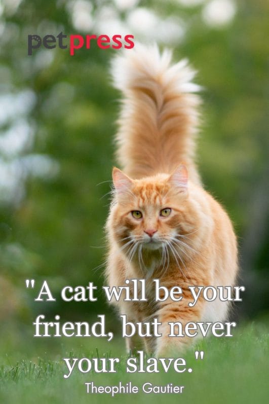 50 Inspiring Cat Attitude Quotes and the Wisdom They Impart