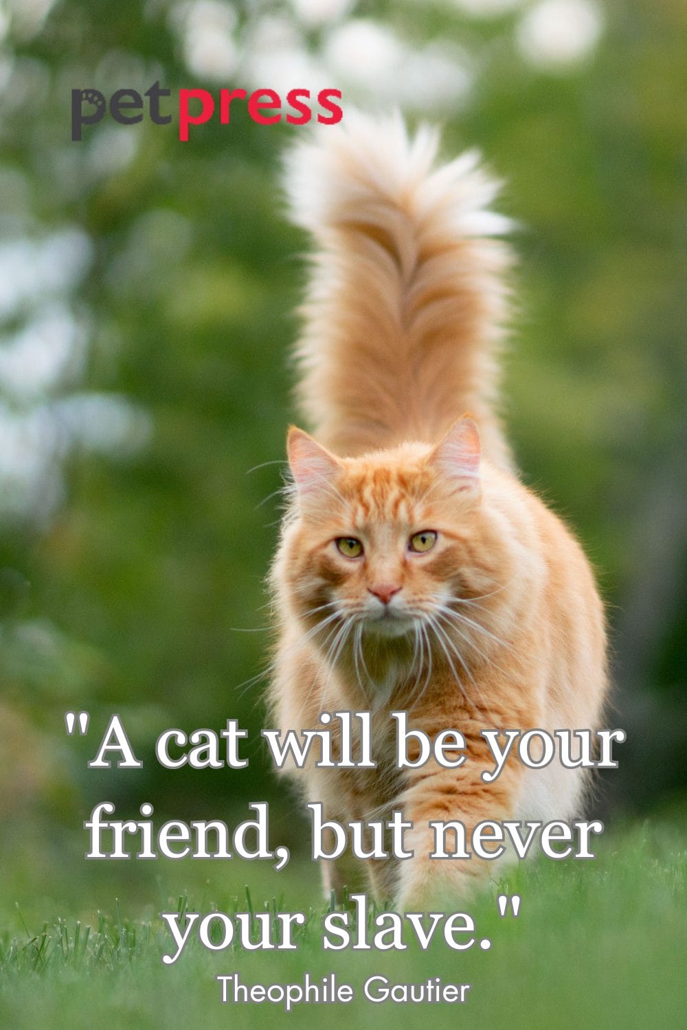50 Inspiring Cat Attitude Quotes and the Wisdom They Impart