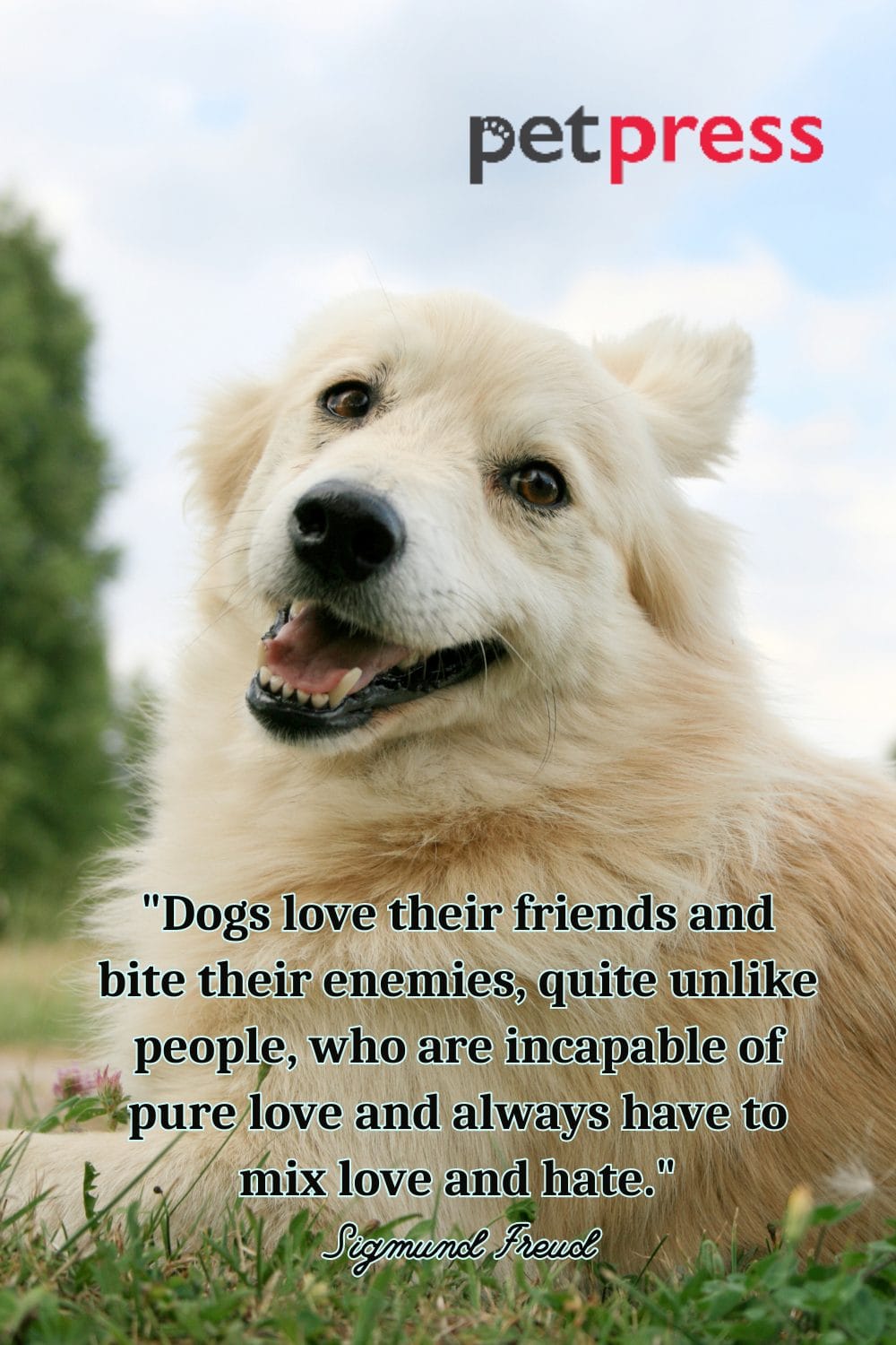 50+ Quotes About a Dog’s Love That Are Full of Wisdom - PetPress