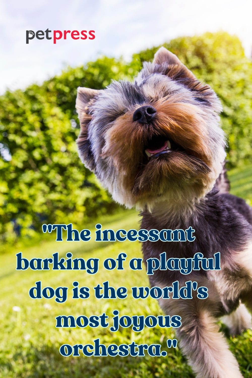 Over 50 Best Dog Bark Quotes Collection That Can Inspire You