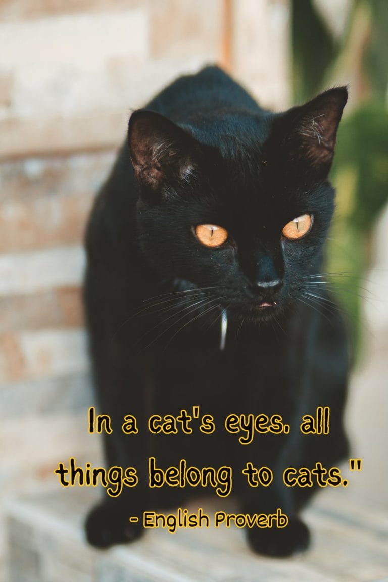 Purr-Fect Wisdom: 50 Short Cat Quotes to Brighten Your Day