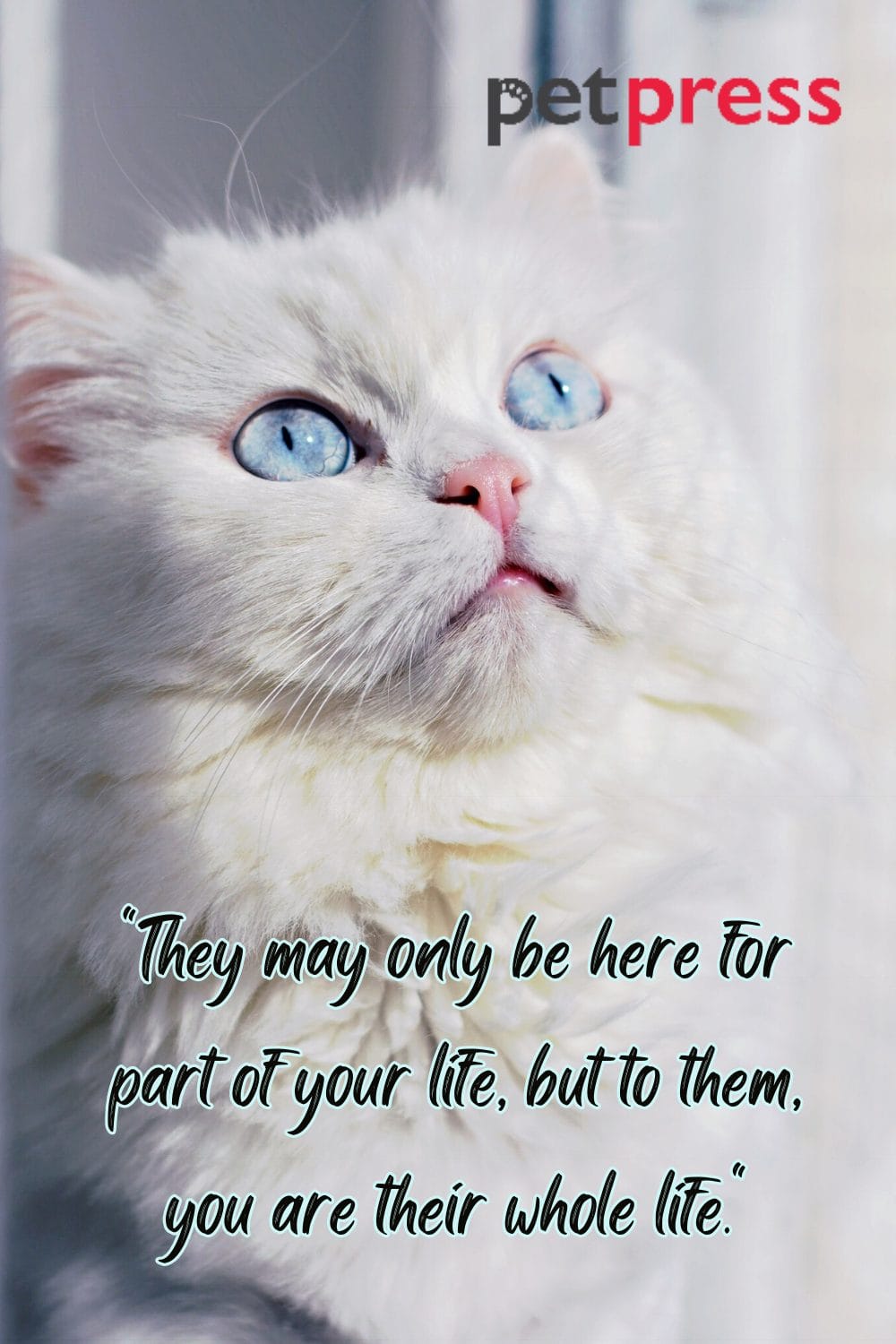 50+ Inspiring Cat Passing Quotes and the Wisdom We Gain