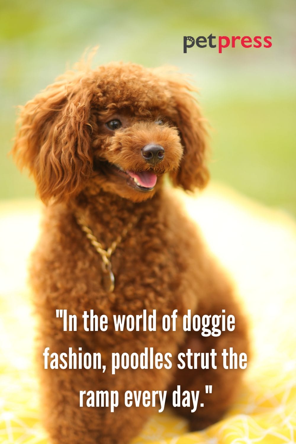 Decoding Life Wisdom From Over 50 Poodle Dog Quotes