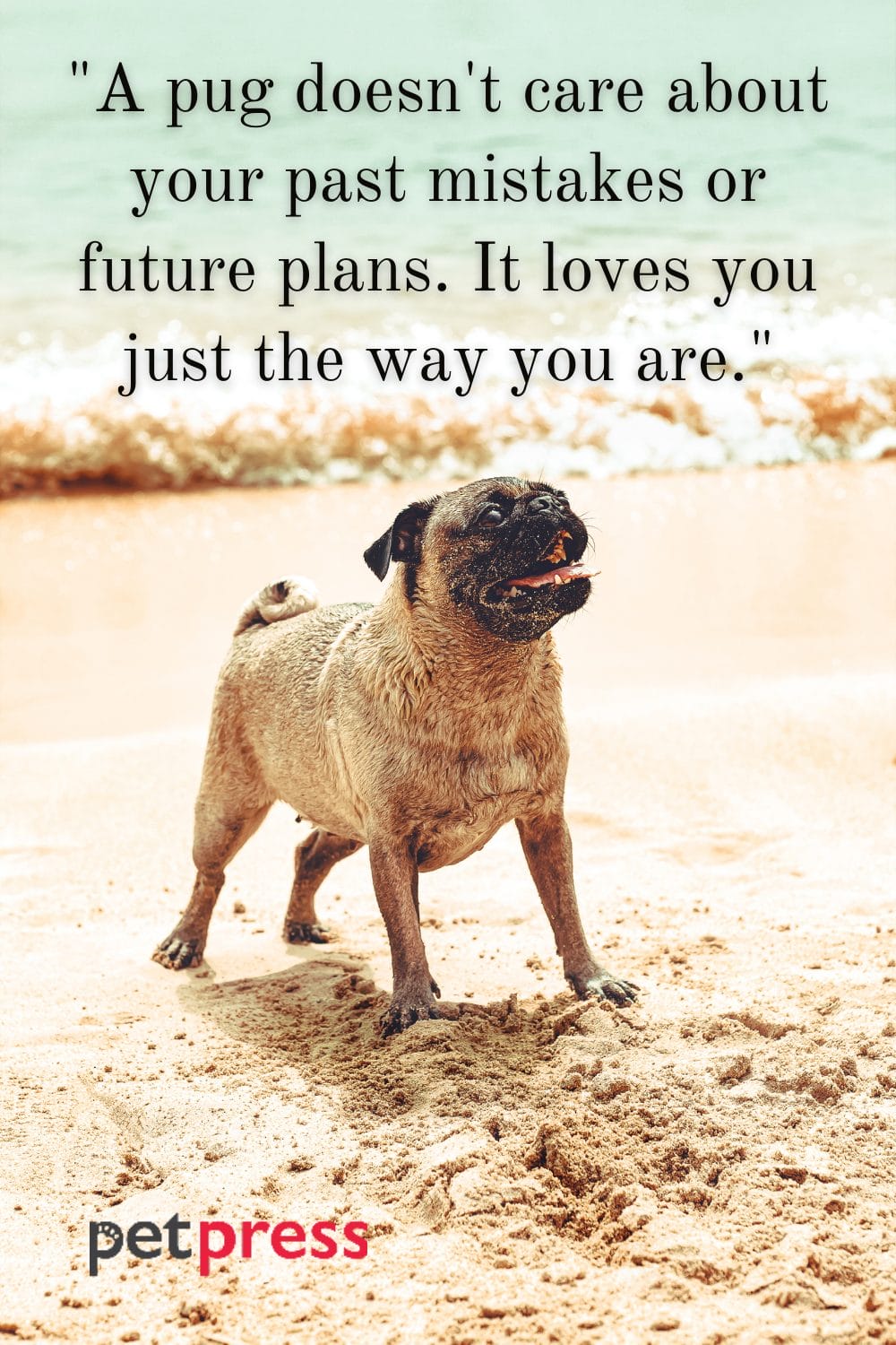 50 Best Pug Dog Quotes That Reflect Their Witty Nature - PetPress