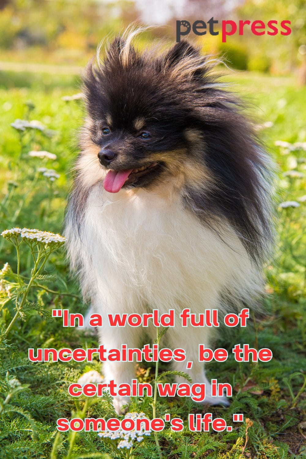 50 Fluffy Dog Quotes That Make Your Life Charming and Better