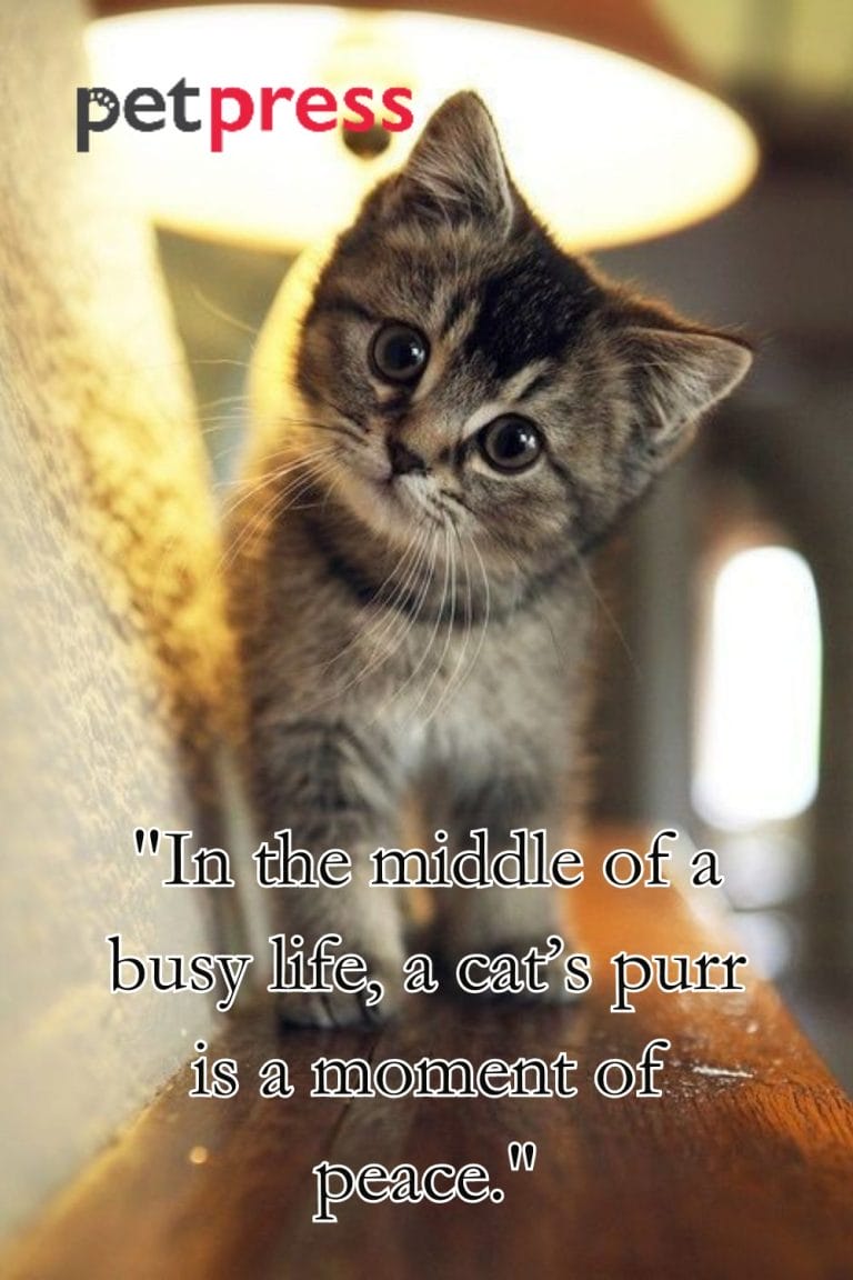 50+ Best Happy Cat Quotes Brimming With Joy and Inspiration