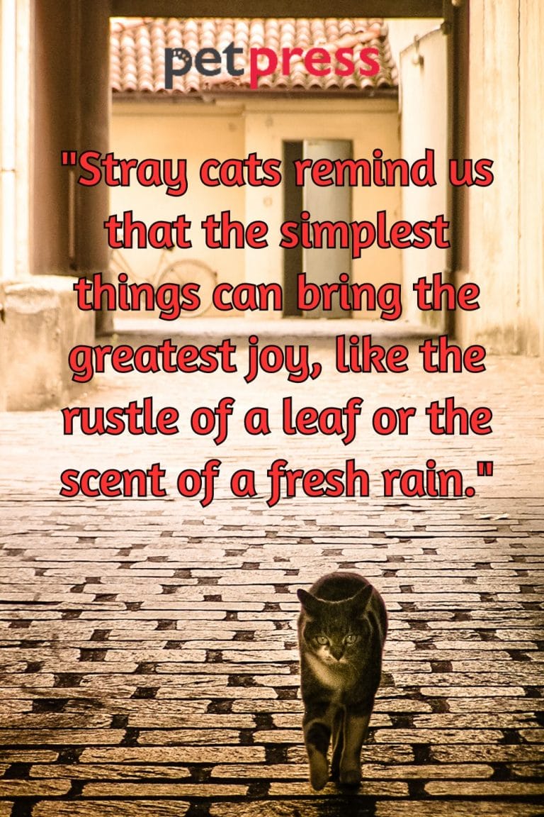 50 Best Stray Cat Quotes That Inspire and Tickle Your Whiskers