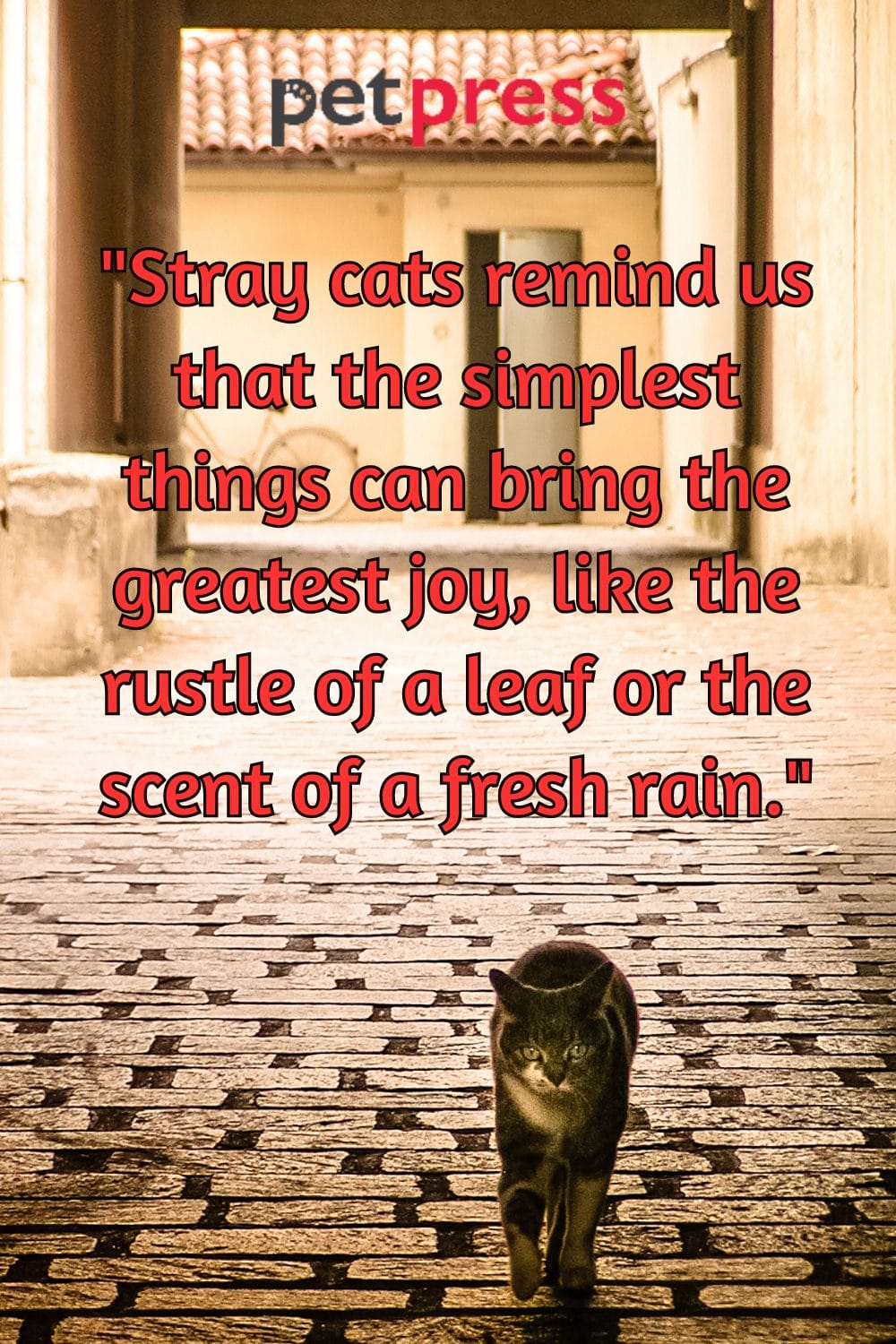 50 Best Stray Cat Quotes That Inspire and Tickle Your Whiskers