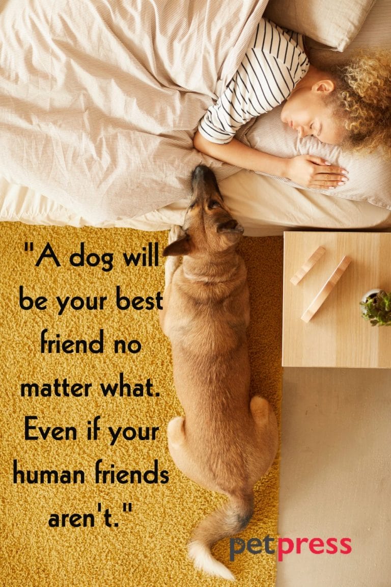 50+ Best Dog Protection Quotes About Loyalty and Love - PetPress