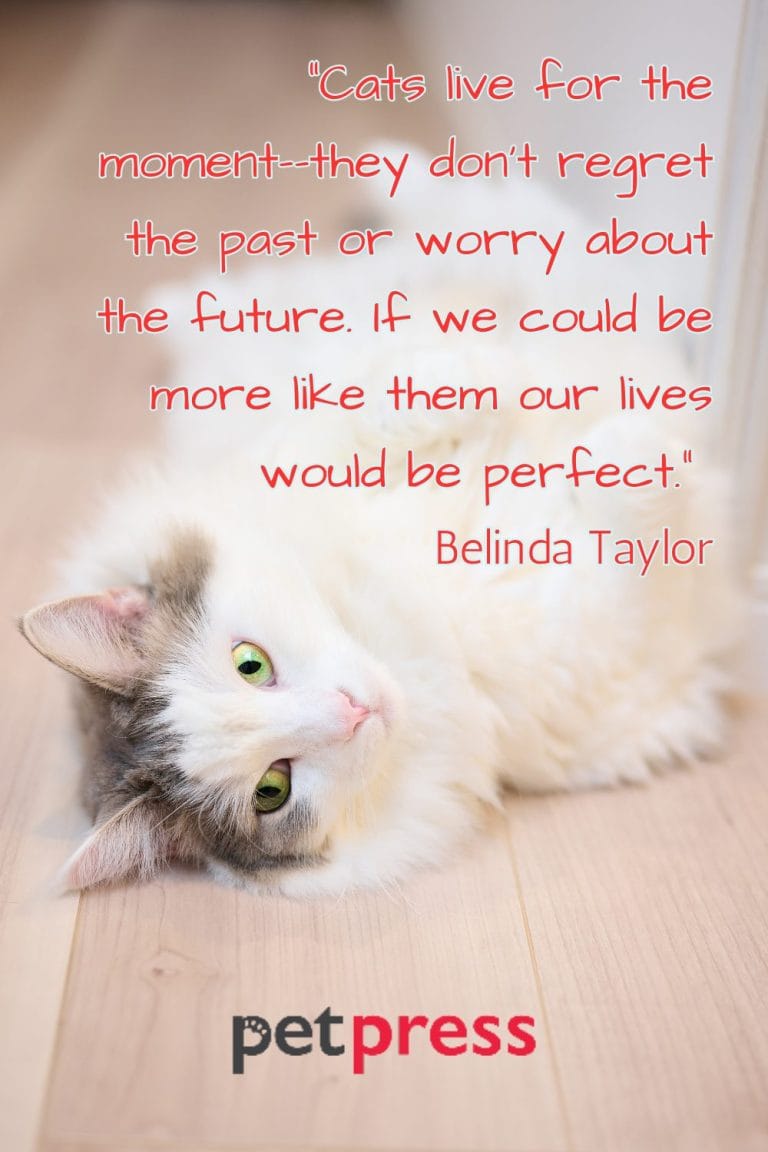 50 Best Spiritual Cat Quotes That Can Spark Your Inner Feline