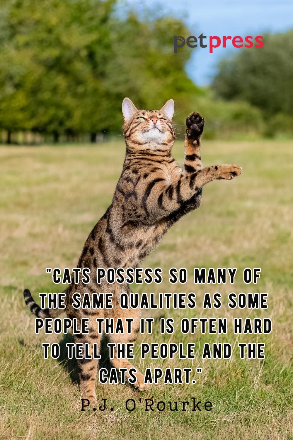 50+ Famous Cat Quotes: A Paws-itive Source of Wisdom for Life