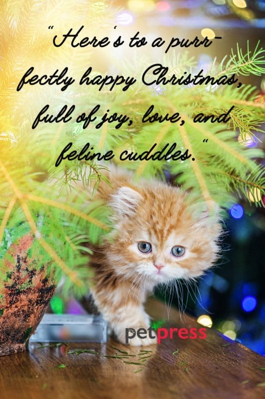Top 50 Cat Christmas Quotes to Sparkle Your Holiday Spirits