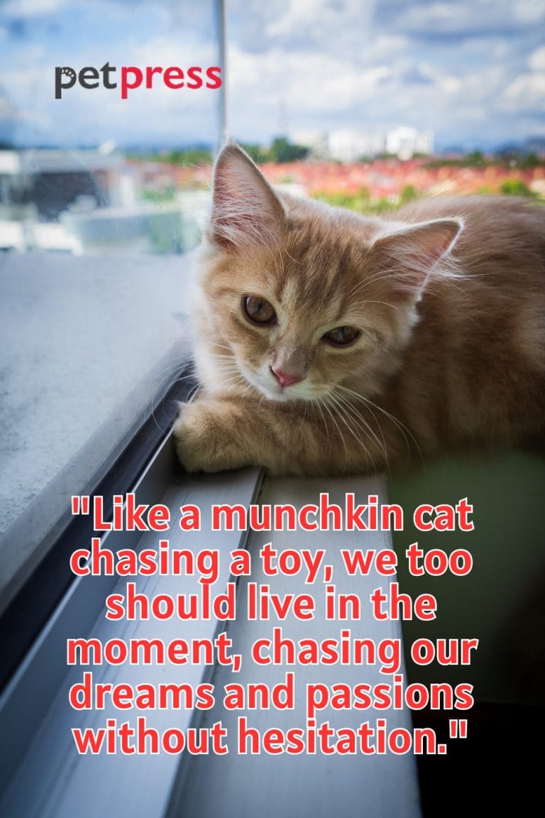 50+ Best Munchkin Cat Quotes That Will Truly Inspire You
