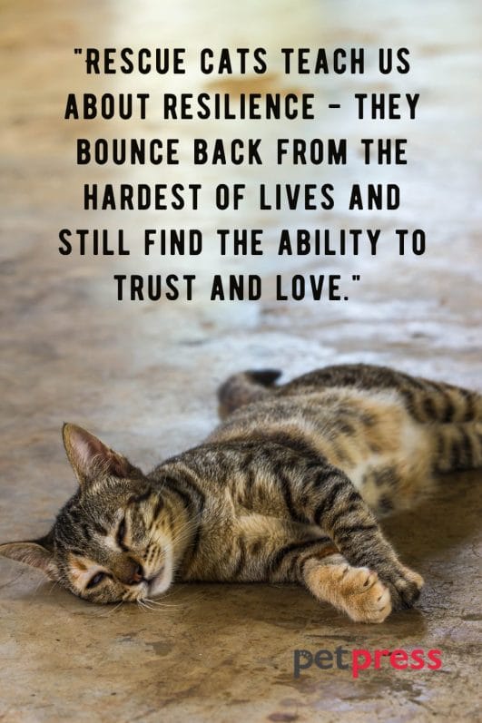 Real Talk: Over 50 Rescue Cat Quotes to Inspire and Delight