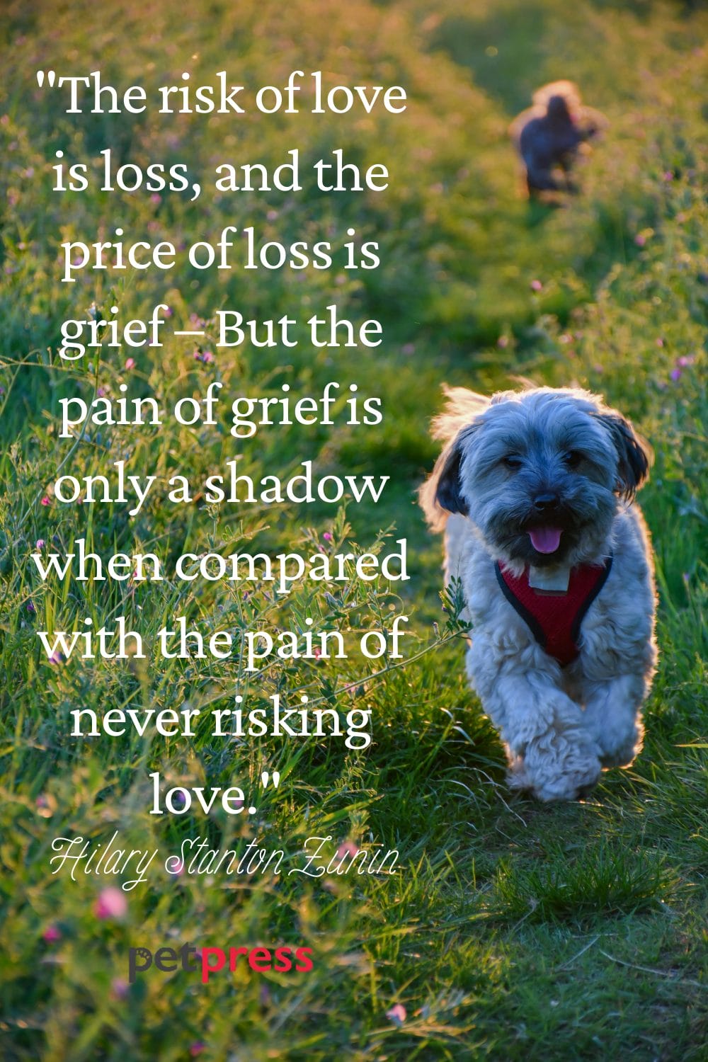 50+ Quotes About a Dog’s Love That Are Full of Wisdom - PetPress