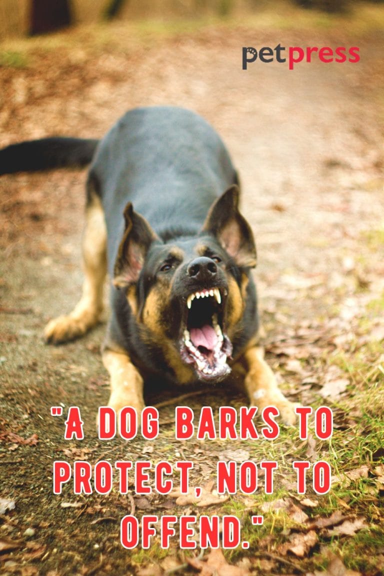 Over 50 Best Dog Bark Quotes Collection That Can Inspire You