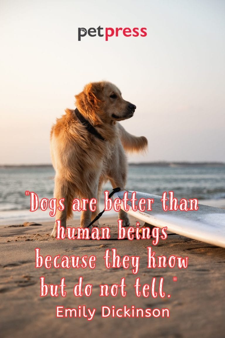 Unleash the 50+ Heartwarming Dog Quotes That Touch the Heart