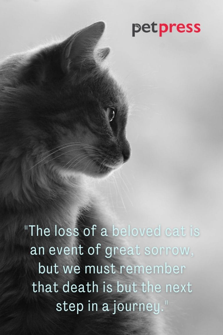 50+ Loss of a Cat Quotes That Can Help You Navigate the Grief