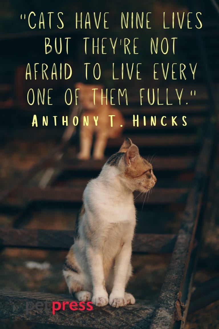 Purr-Fect Wisdom: 50 Short Cat Quotes to Brighten Your Day