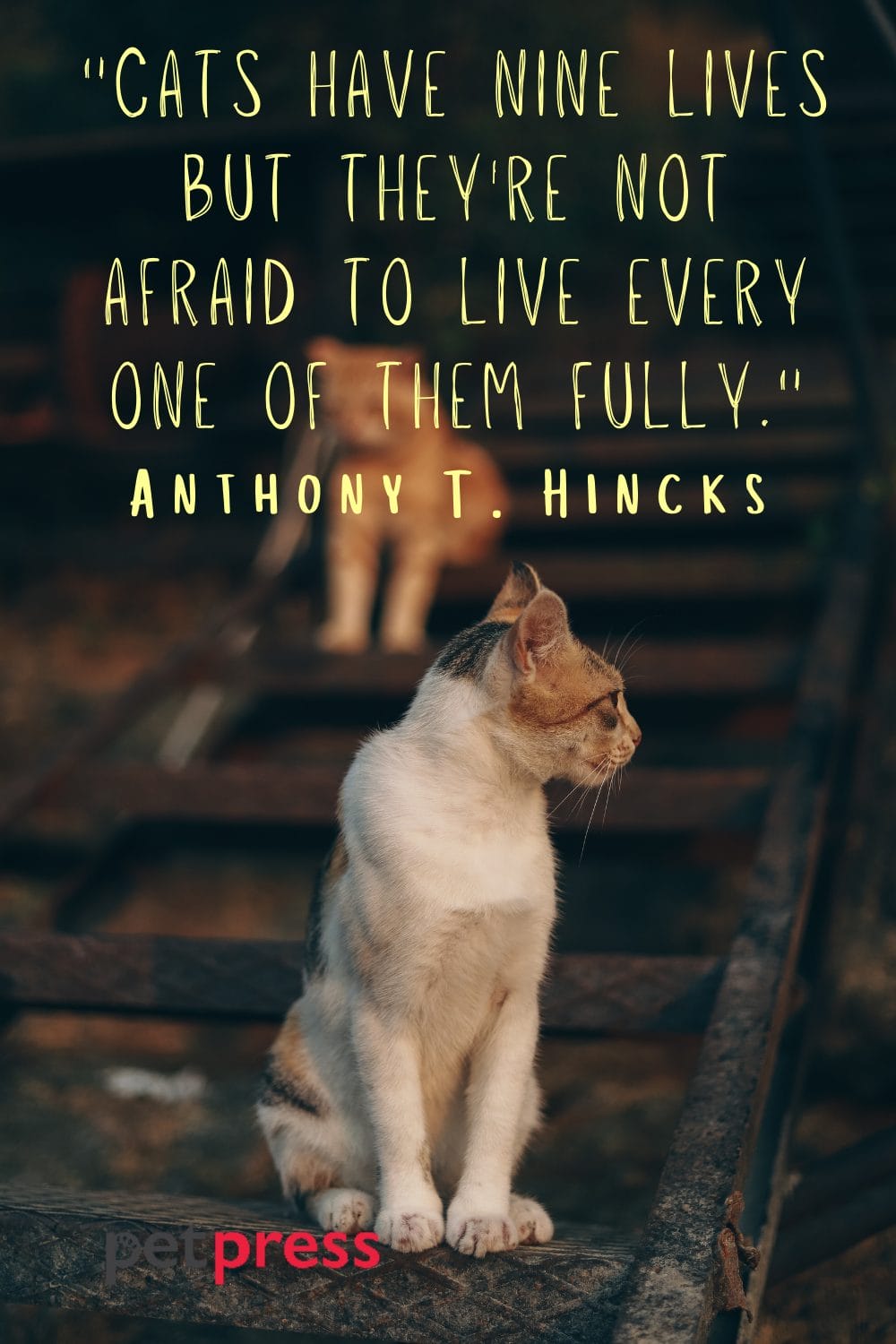 Purr-Fect Wisdom: 50 Short Cat Quotes to Brighten Your Day
