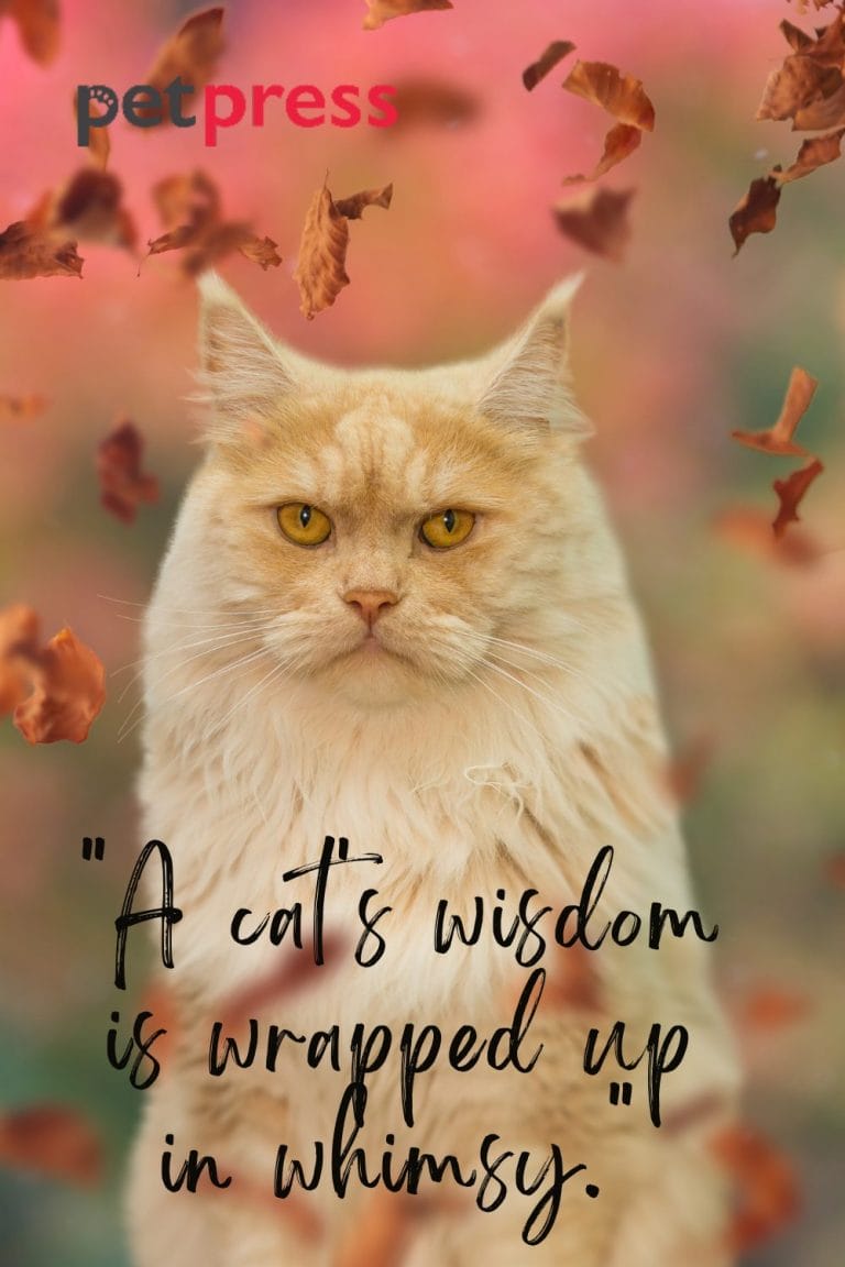 50+ Inspiring Cat Passing Quotes and the Wisdom We Gain