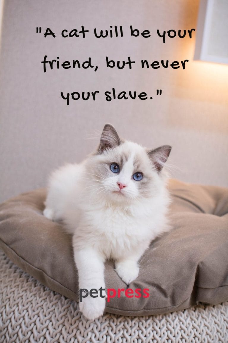 50+ Best Happy Cat Quotes Brimming With Joy and Inspiration