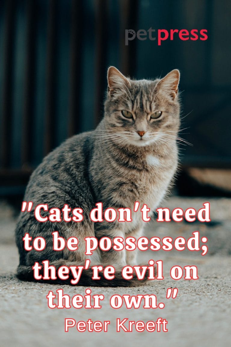 50 Best Spiritual Cat Quotes That Can Spark Your Inner Feline