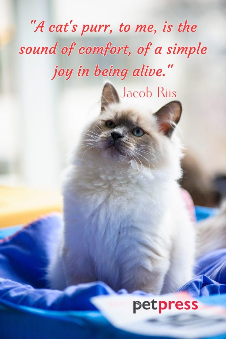 50+ Best Cat Wisdom Quotes That Inspire Your Inner Feline