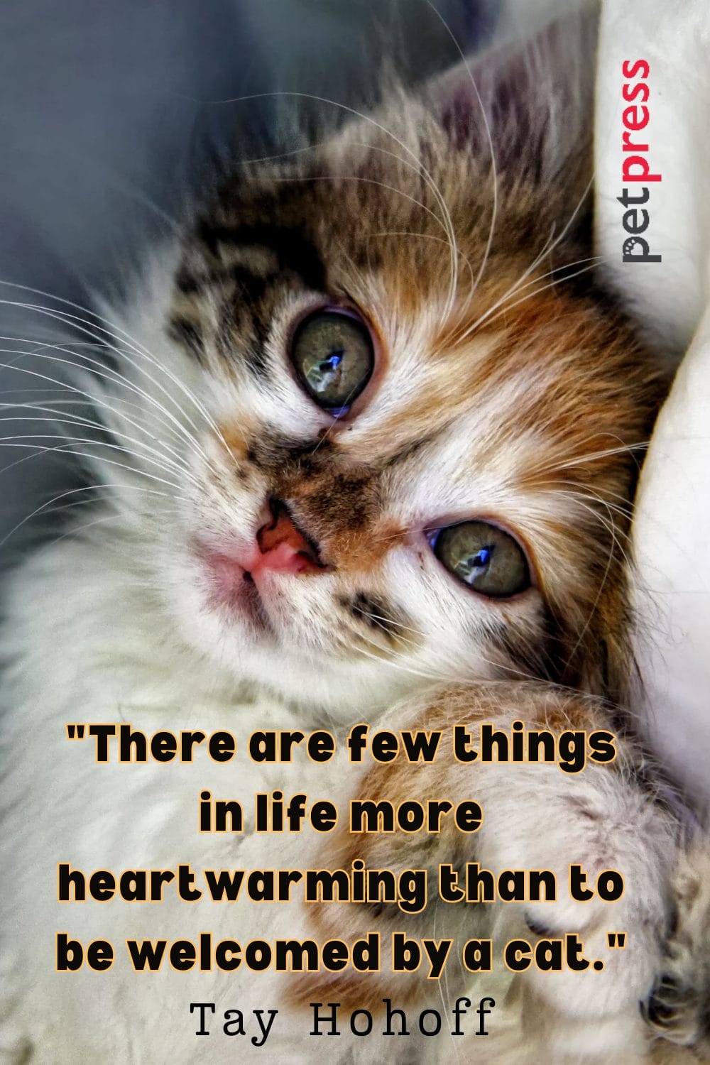 50+ Famous Cat Quotes: A Paws-itive Source of Wisdom for Life
