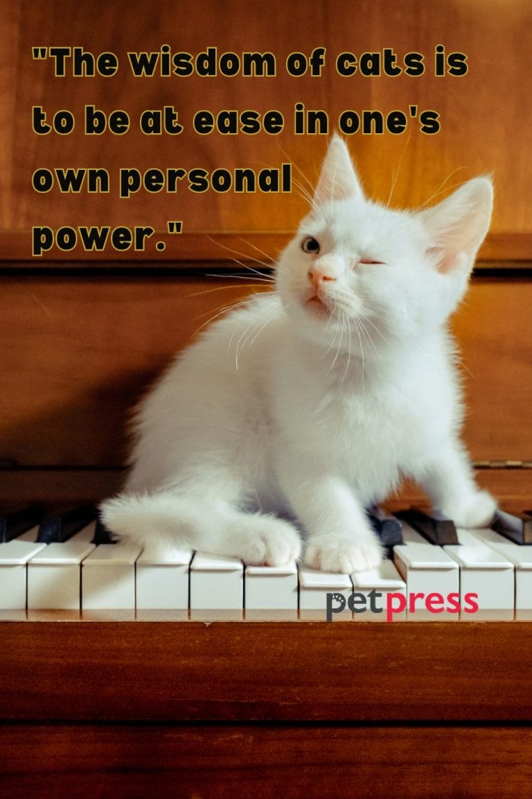 50 Inspiring Cat Attitude Quotes and the Wisdom They Impart