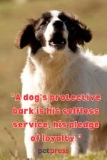 Over 50 Best Dog Bark Quotes Collection That Can Inspire You