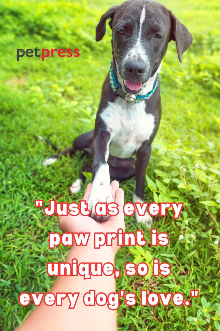 50+ Love Dog Paw Quotes and the Wisdom Embedded Within